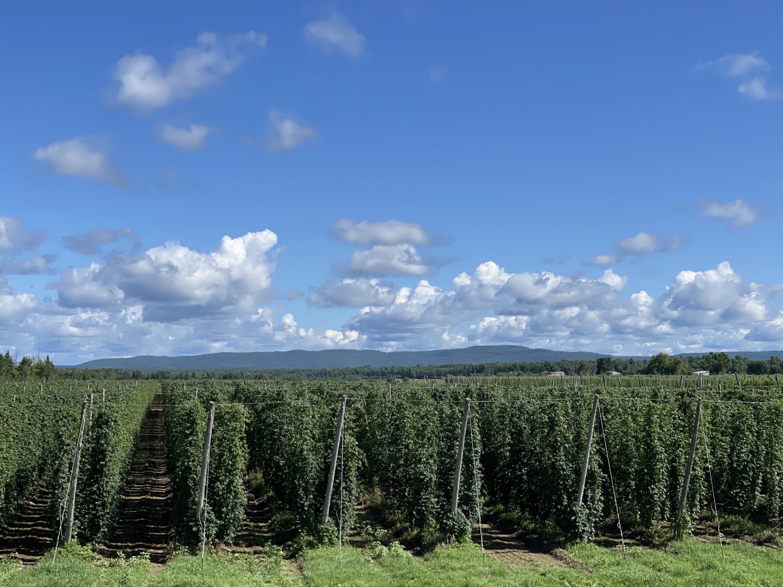 🍃 À l’Orée du houblon : la Houblonnière Lupuline lance sa campagne La ...